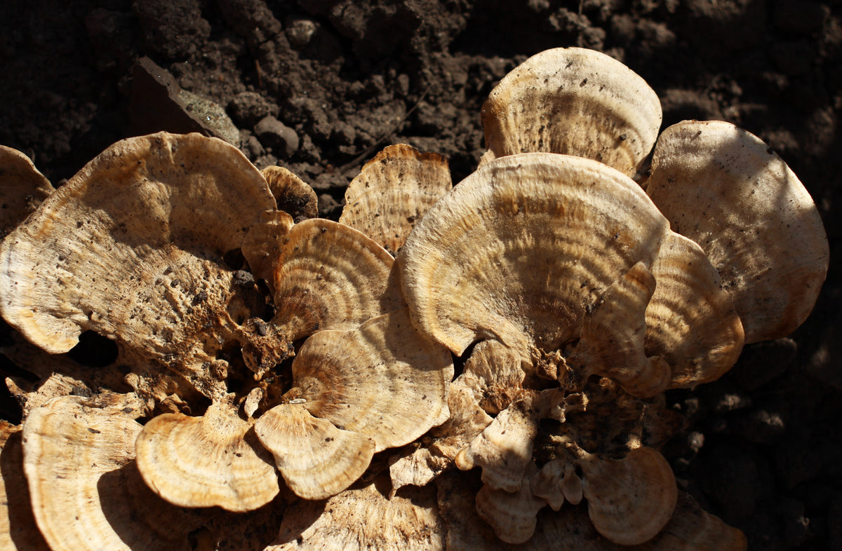 Descubre el Poder de los Hongos Funcionales con NewPharma